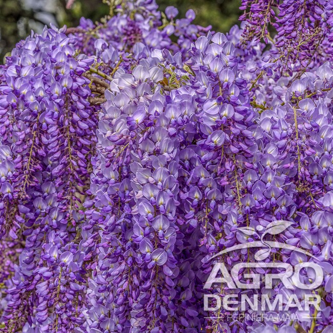 Glicina Mov - AgroDenmar.ro