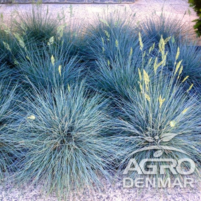 Festuca glauca (Iarbă albastră) Elijah Blue - AgroDenmar.ro